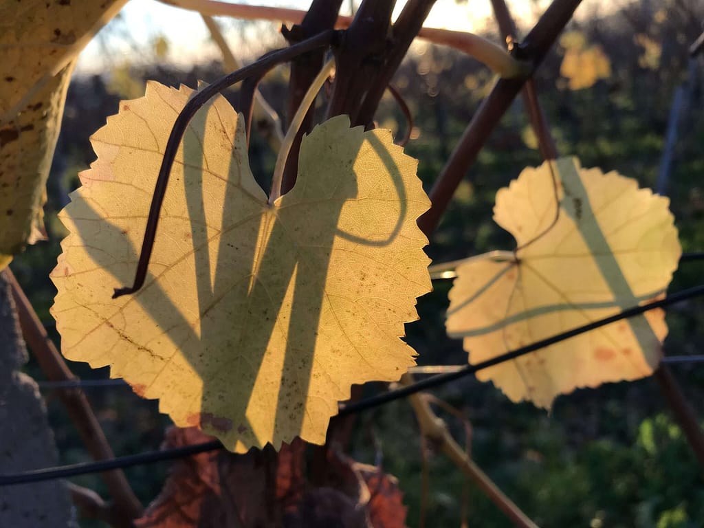 No-Haiku: Erwachen - Mopsmaschine